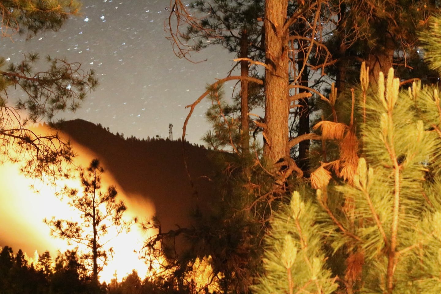 The Treehouse Fire - Walker Community