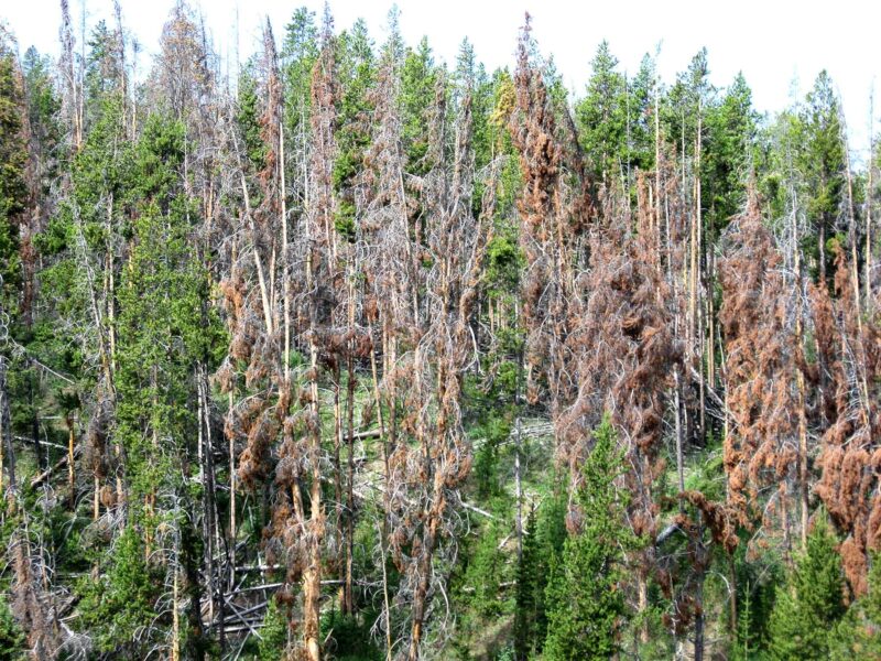 Attack of the Bark Beetles - Walker Community